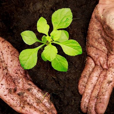 Qué aplicaciones te ayudan a cuidar las plantas