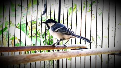 Burung Gelatik Batu Gacor Cocok Untuk Pancingan Burung Gelatik Batu