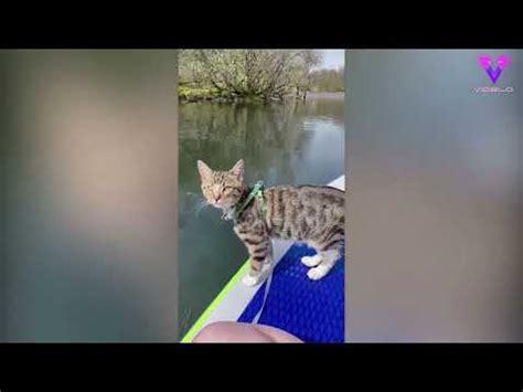 Gato Se Vuelve Viral Por Sus Habilidades Para Los Deportes Extremos