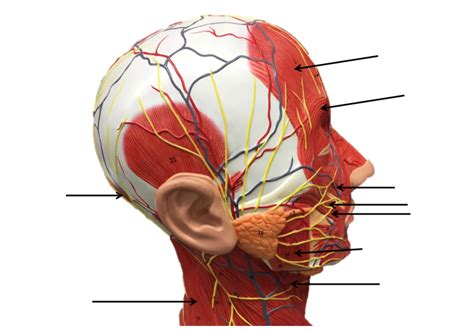 Head And Neck Muscles Lateral View Diagram Quizlet