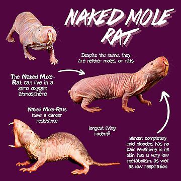 Naked Mole Rat Fun Facts Poster For Sale By KyleNesas Redbubble