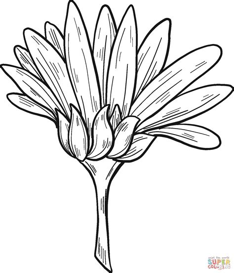 Disegno Di Margherita Da Colorare Disegni Da Colorare E Stampare Gratis