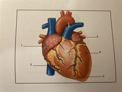 Heart Diagram Quizlet