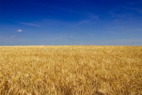 Campo Dourado Da Cevada Antes Da Colheita No Verão Quente Imagem de