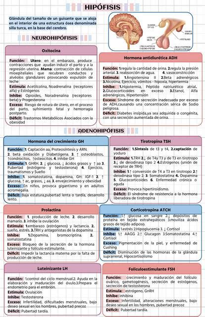 Hipófisis MEDSNOTES uDocz