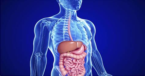 Apparato Digerente Struttura E Funzioni Microbiologia Italia