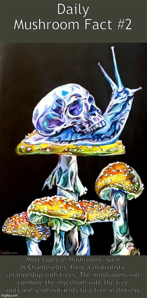 Daily Mushroom Fact 2 Imgflip