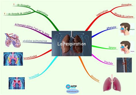 Carte mentale La respiration pour CM1 CM2 Maître Lucas