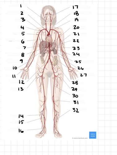 Anatomy Lab Manual Diagrams For Unit 4 Lab Practical Harper Flashcards