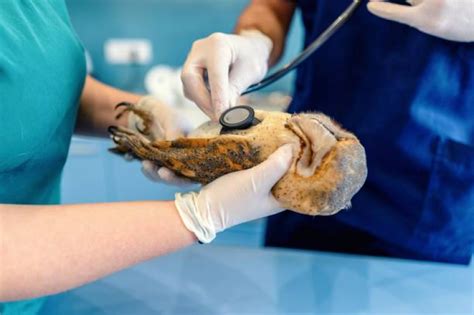 Exame De Fezes Cachorro Medicilab Diagnostico Veterin Rio Laborat Rio