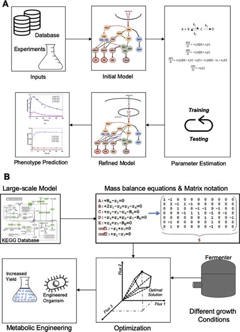 schematic representation of dynamic and constraint based modeling download scientific diagram