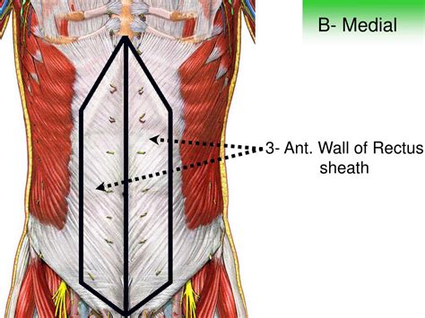 PPT Anatomy Of Anterior Abdominal Wall PowerPoint Presentation Free