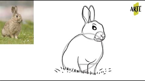 Descubrir Imagen Dibujos De Un Conejos Viaterra Mx