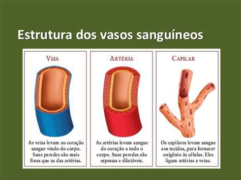 Inapropiado Paciencia Afirmar Los Tipos De Vasos Sanguineos Tibur N