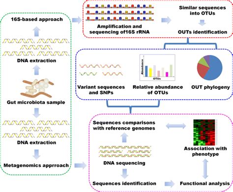 work flows for 16s based and metagenomics approaches microbial download scientific diagram