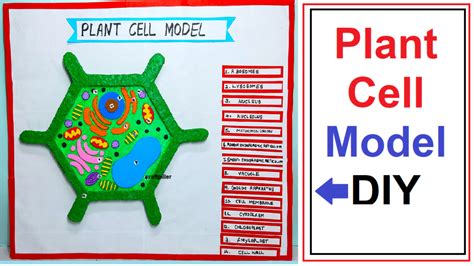 Plant Cell Model Making Simple And Easy Science Project For