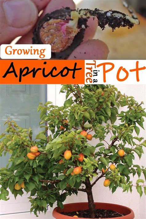 How To Grow Apricot From Seeds Edible Garden Fruit Garden Fruit