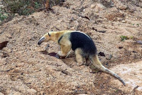 Actualizar 149 Images Donde Vive El Oso Hormiguero Viaterra Mx