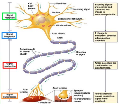 Neuron Transmission Nerve Lecture 175 BVetMed1