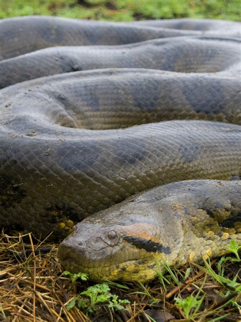 Largest Anaconda Snake Ever Found