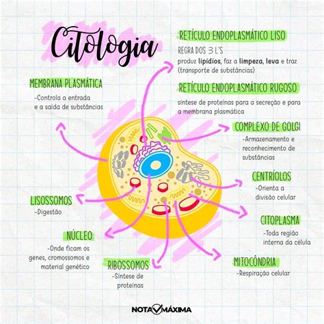 Arriba Imagen Celula Vegetal Mapa Mental Abzlocal Mx