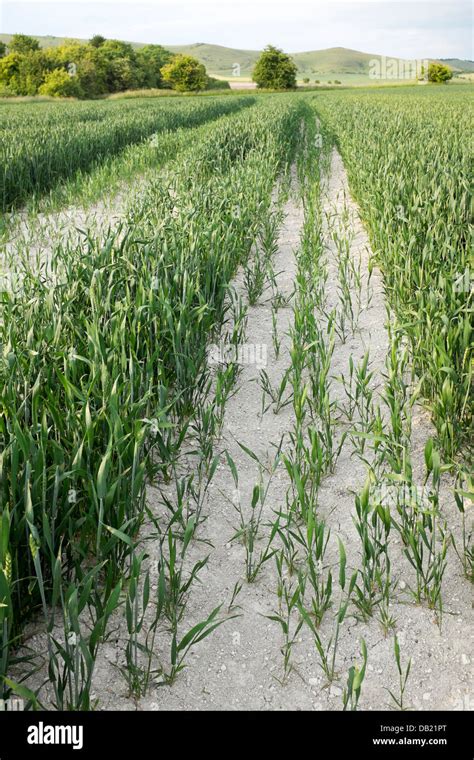 Growing Corn Crops Hi Res Stock Photography And Images Alamy