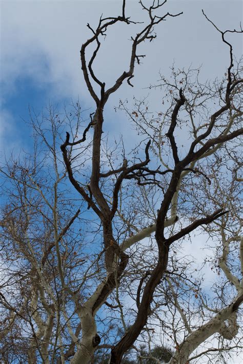 Free Images Tree Nature Branch Blossom Snow Winter Sky