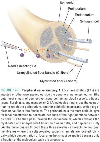 Local Anesthetic Pharmacology Basicmedical Key