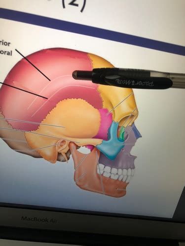 Parietal Bone Flashcards Quizlet