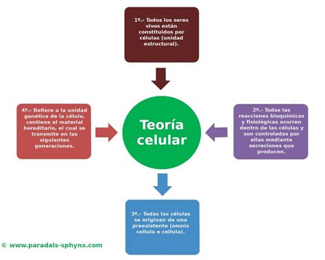 Teoría celular de qué trata principios o postulados Autores destacados
