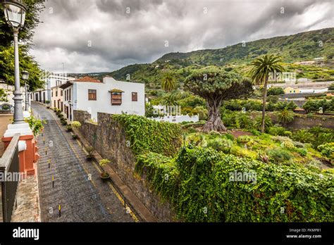Famous Dragon Tree Drago Milenario In Icod De Los Vinos Tenerife