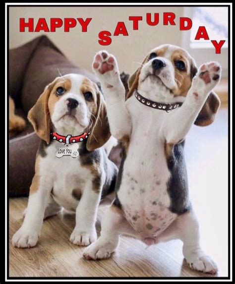 Happy Saturday Give Your Pets Some Extra Lovin Today Saturday