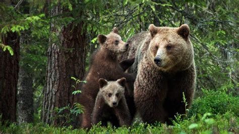 Oso grizzly el imponente y veloz mamífero de Norteamérica