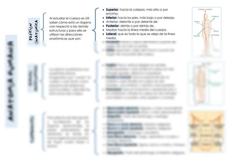 Solution Mapa Sinoptico De Anatomia Humana Studypool