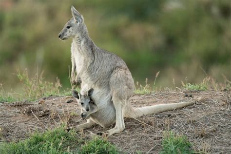Canguro gris oriental hábitat y características Mis animales