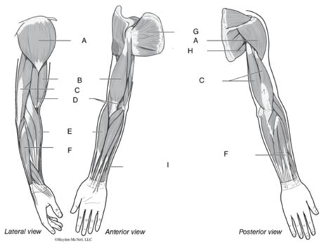 Appendicular Muscles Arms Flashcards Quizlet
