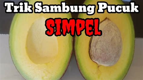 BERKEBUN CARA SAMBUNG PUCUK ALPUKAT MUDAH DAN CEPAT BERHASIL