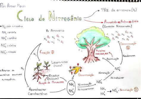 CICLO DO NITROGÊNIO Ciclo do nitrogenio Mapa mental Mapa