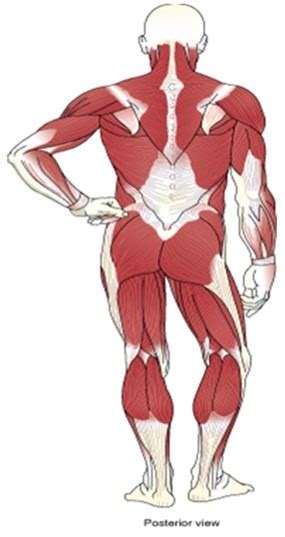 Posterior Muscles Diagram Quizlet