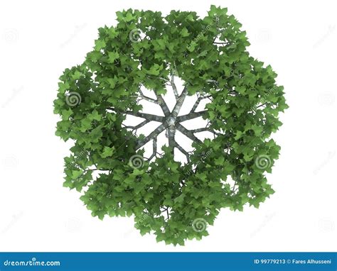 3d Rendering Of A Realistic Green Tree Top View Isolated On Whit Stock