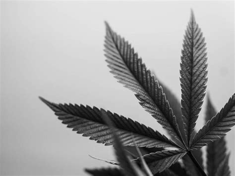 La Beuh Noire Une Variété de Cannabis CBD à Découvrir