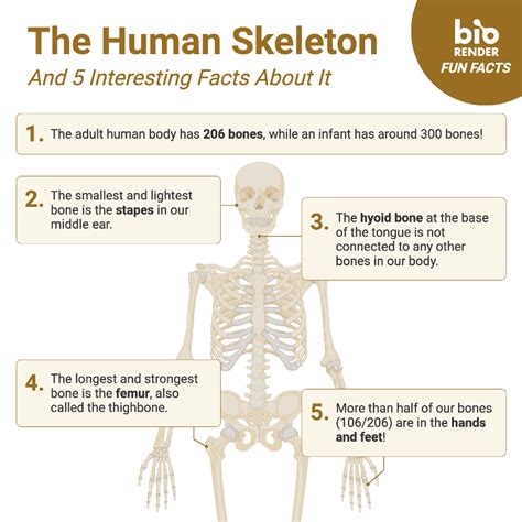 The Human Skeleton BioRender Science Templates
