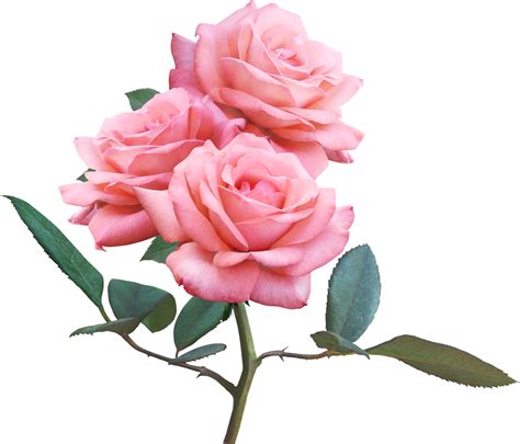 flores rosas rosadas aisladas para bodas de amor y día de san valentín