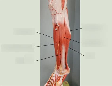 Side Lower Limb Pinky Toe Muscle Diagram Quizlet