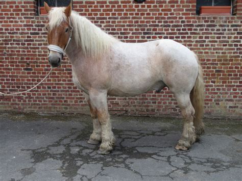 CHEVAL DE TRAIT ARDENNAIS PP ChevalAnnonce