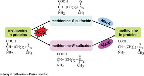 PDF Methionine Sulfoxide Reductases Selenoprotein Forms And Roles In