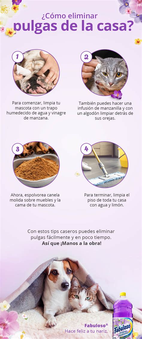 Cómo Deshacerse De Las Pulgas En Perros Y Gatos