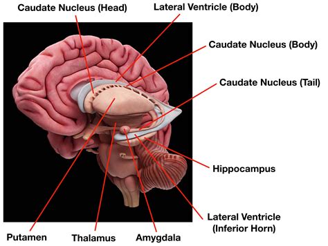 Ventricles Of The Brain Labeled Anatomy Function CSF Flow