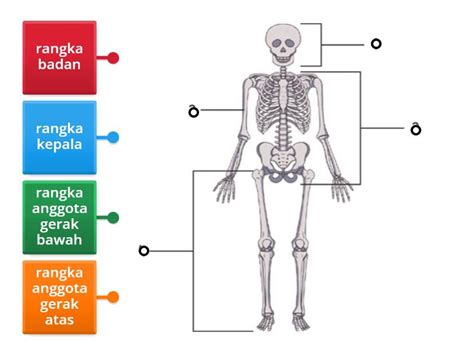 Bagian Rangka Manusia Labelled Diagram