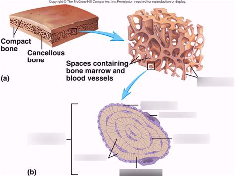Spongy Bone Diagram Quizlet